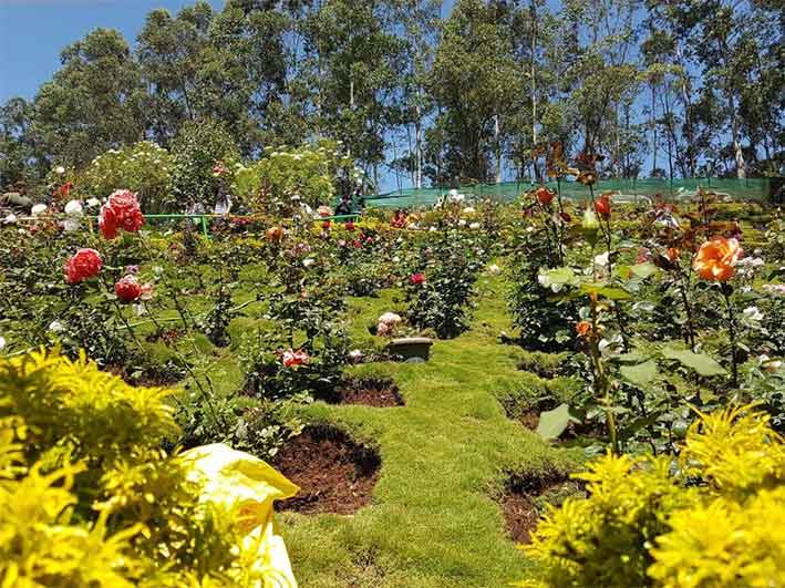 Munnar Tour Packages | Affordable Hotels, Taxi & Holiday Plans